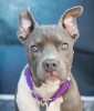 Juliette | Angel City Pit Bulls | Los Angeles Dog Rescue