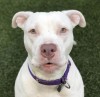 Bianca | Angel City Pit Bulls | Los Angeles Dog Rescue