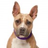 Margo | Angel City Pit Bulls | Los Angeles Dog Rescue