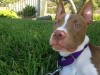 Peyton | Angel City Pit Bulls | Los Angeles Dog Rescue